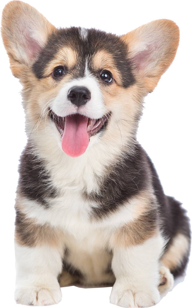 Puppy Health Guarantee Healthy Puppies For Sale