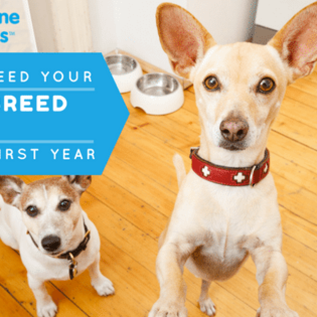 Cavachon Puppies for Sale - Keystone Puppies