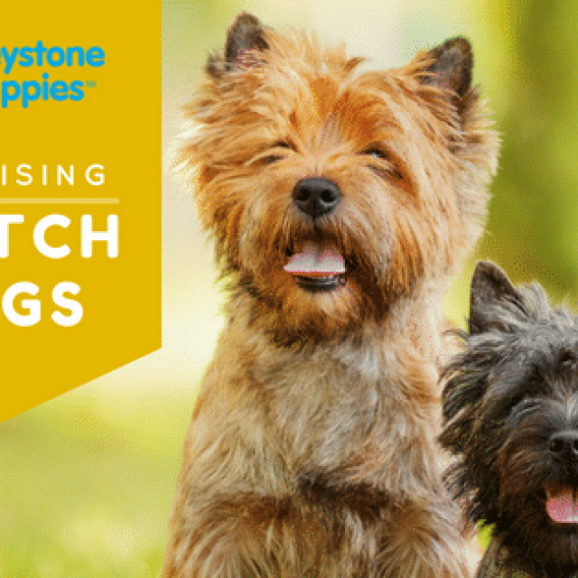 Shetland Sheepdog Puppies for Sale - Keystone Puppies