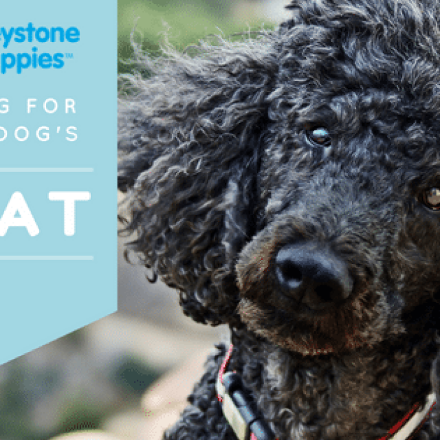 Poodle Mix Puppies for Sale - Keystone Puppies