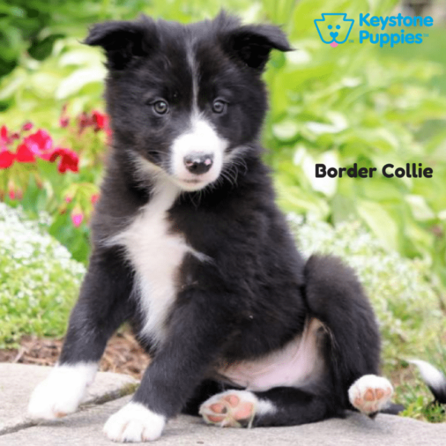 10 Breeds That Love Kids | Keystone Puppies