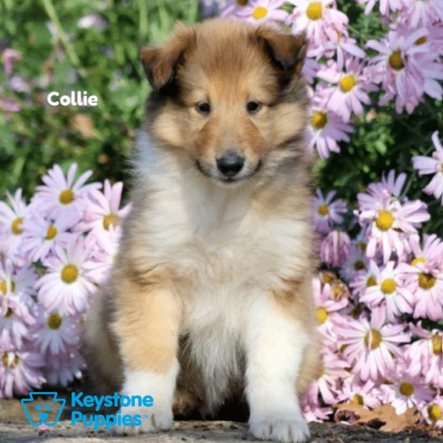 10 Breeds That Love Kids | Keystone Puppies