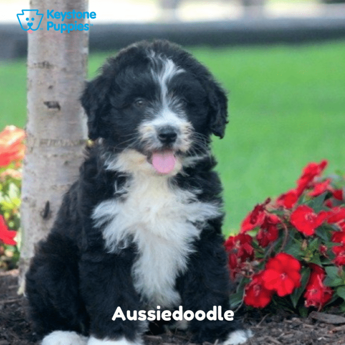 Oodles of Doodles and ‘Poos | Keystone Puppies