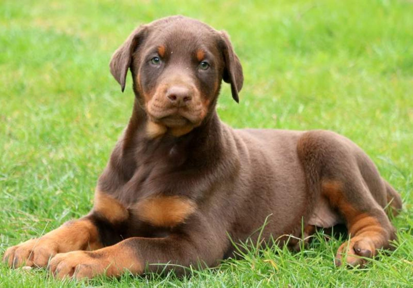 Doodleman Pinscher Puppies For Sale | Puppy Adoption | Keystone Puppies