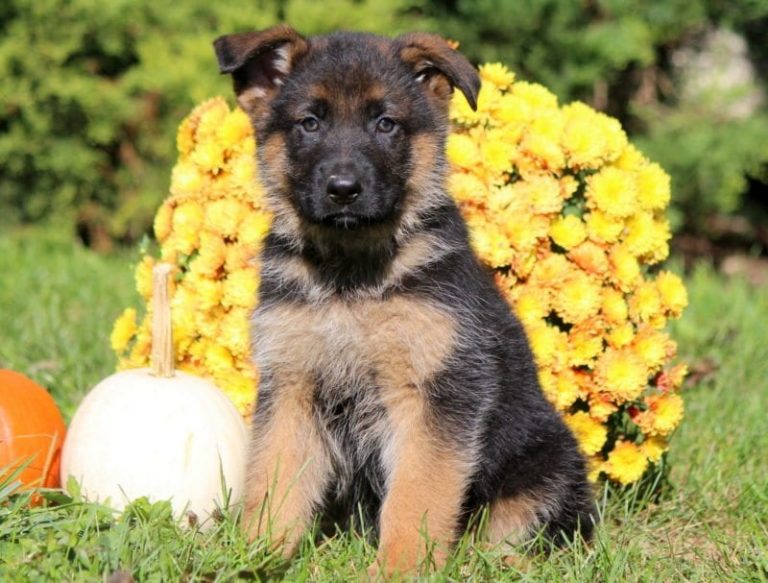 German Shepherd Mix Puppies for Sale - Keystone Puppies