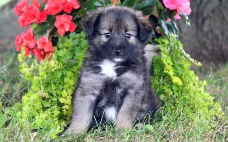 Keeshond Puppies for Sale - Keystone Puppies