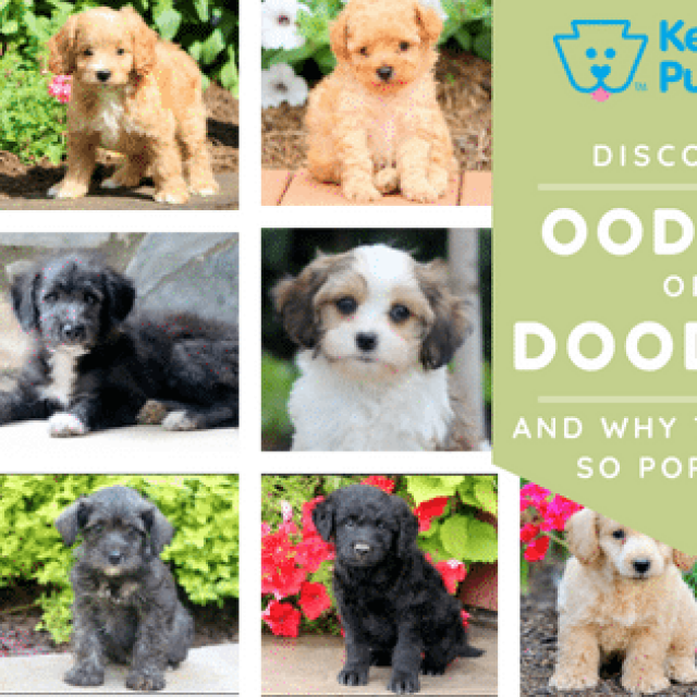 Poodle Mix Puppies for Sale - Keystone Puppies