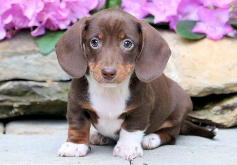 Dachshund Mix Puppies For Sale | Keystone Puppies