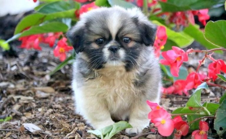 Pekingese Mix Puppies for Sale - Keystone Puppies