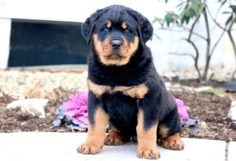 Mini Rottweiler Puppies for Sale - Keystone Puppies
