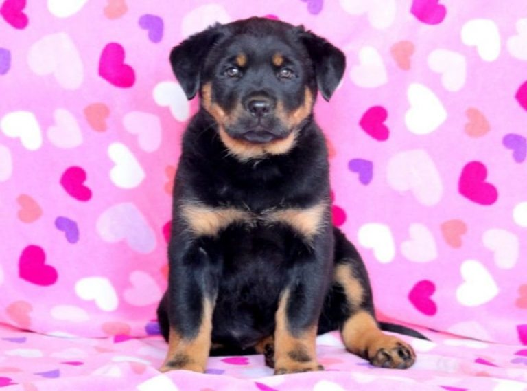Mini Rottweiler Puppies for Sale - Keystone Puppies