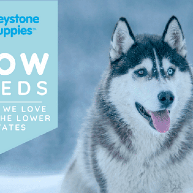 Siberian Husky Puppies for Sale - Keystone Puppies