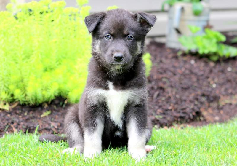 Abby | Gerberian Shepsky Puppy For Sale | Keystone Puppies