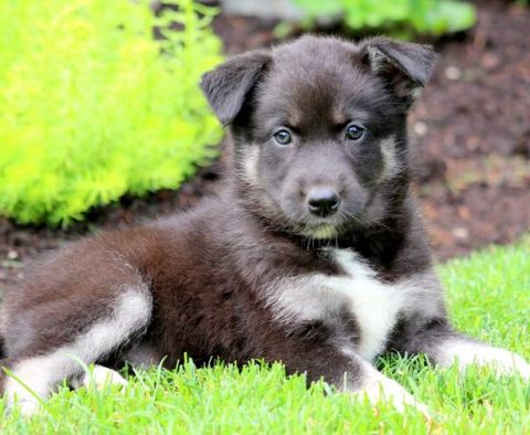 Gerberian Shepsky Puppies for Sale - Keystone Puppies