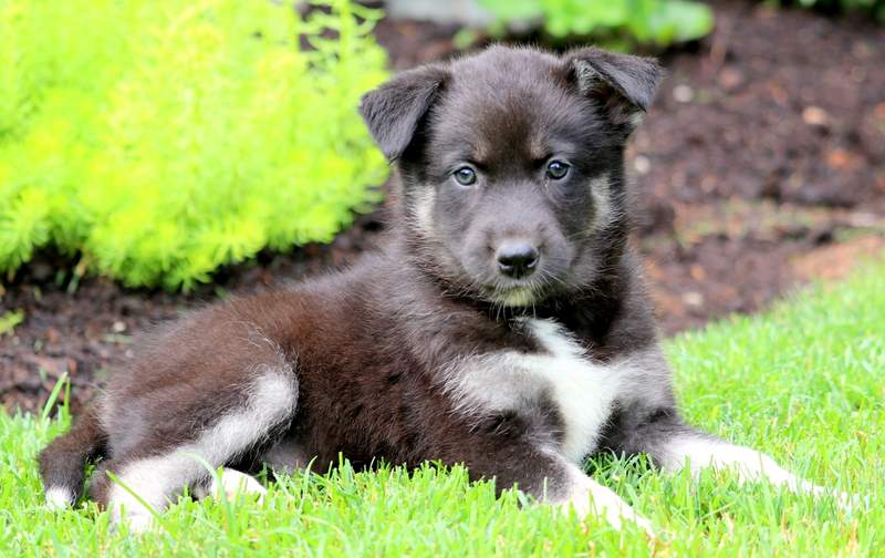 Abby | Gerberian Shepsky Puppy For Sale | Keystone Puppies