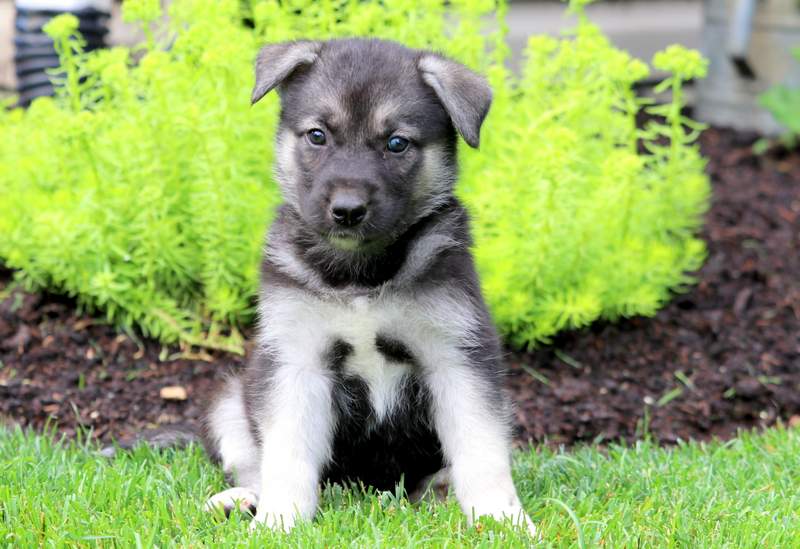 How Much Are Gerberian Shepsky Puppies