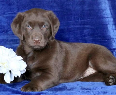 Golden Labrador (Goldador) Puppies For Sale | Puppy Adoption | Keystone ...