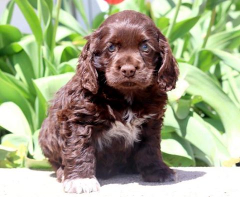 Cocker Spaniel Puppies for Sale - Keystone Puppies