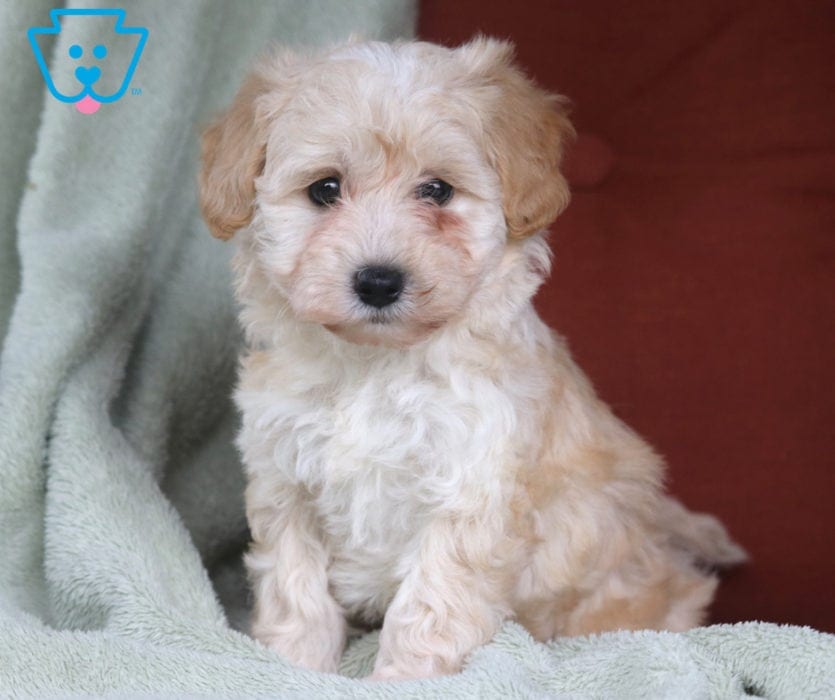 Billy | Havapoo Puppy For Sale | Keystone Puppies