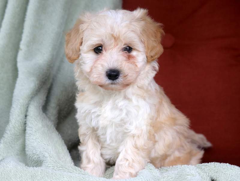 Billy | Havapoo Puppy For Sale | Keystone Puppies