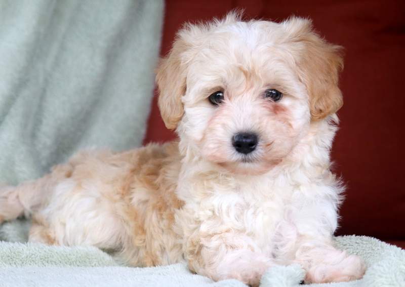 Billy | Havapoo Puppy For Sale | Keystone Puppies