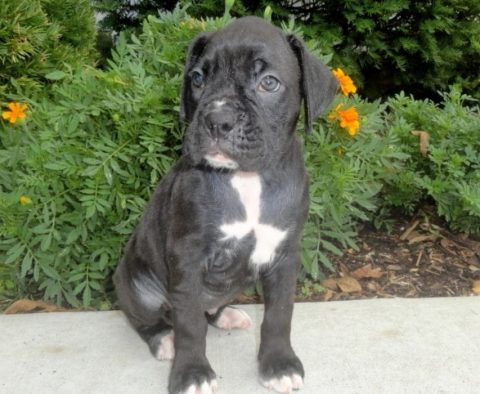 Boxer Puppies For Sale | Puppy Adoption | Keystone Puppies