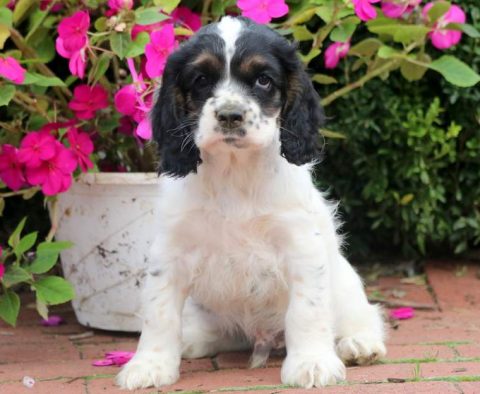 Cocker Spaniel Puppies For Sale | Puppy Adoption | Keystone Puppies