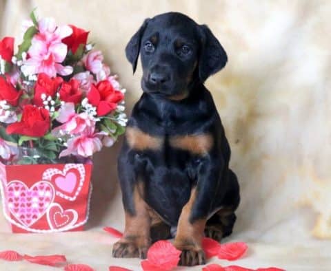 Doberman Pinscher Puppies for Sale - Keystone Puppies