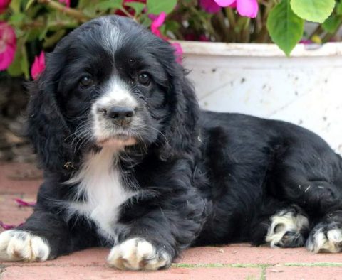 Cocker Spaniel Puppies For Sale | Puppy Adoption | Keystone Puppies