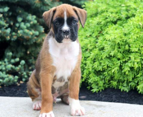 Boxer Puppies For Sale | Puppy Adoption | Keystone Puppies