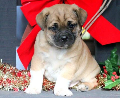 Jug Puppies For Sale | Puppy Adoption | Keystone Puppies