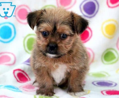 Shorkie Puppies for Sale - Keystone Puppies