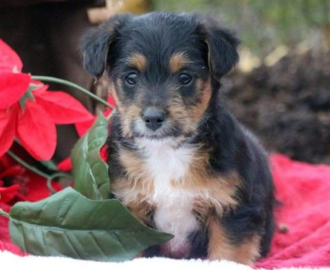 Jackapoo Puppies for Sale - Keystone Puppies