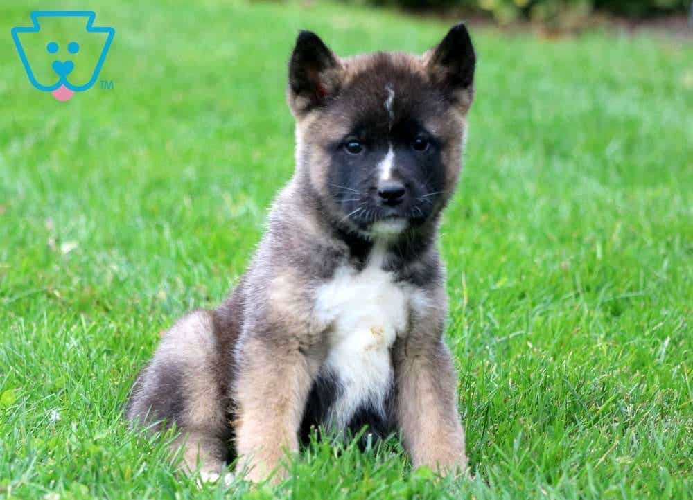Forest | Akita Puppy For Sale | Keystone Puppies