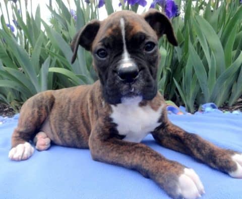 Boxer Puppies For Sale | Puppy Adoption | Keystone Puppies