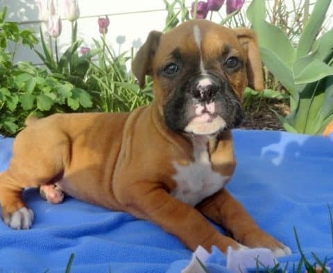 Boxer Puppies For Sale | Puppy Adoption | Keystone Puppies