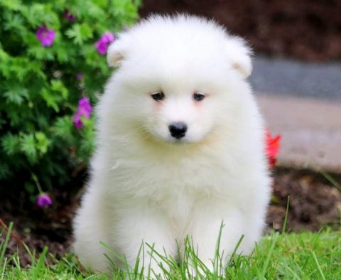 Samoyed Puppies for Sale - Keystone Puppies