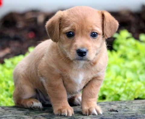 Jackapoo Puppies For Sale | Puppy Adoption | Keystone Puppies