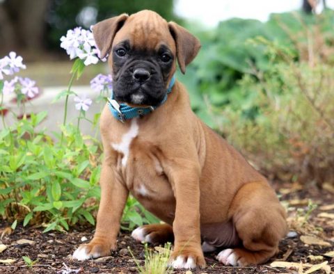 Boxer Puppies For Sale | Puppy Adoption | Keystone Puppies