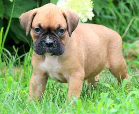 Boxer Puppies For Sale | Puppy Adoption | Keystone Puppies