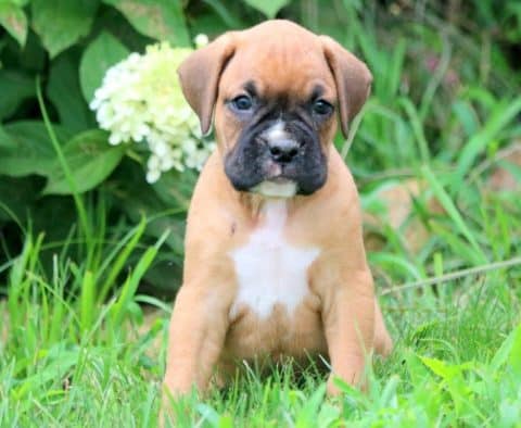 Boxer Puppies For Sale | Puppy Adoption | Keystone Puppies