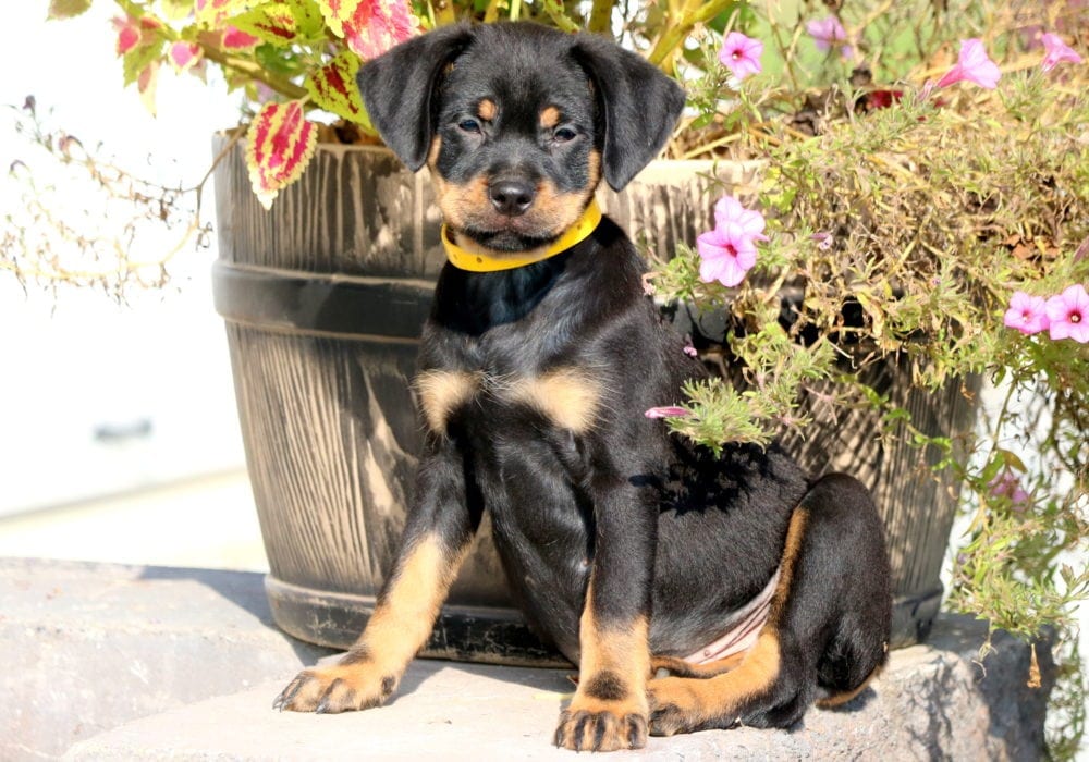 Lenny | Rottweiler - Miniature Puppy For Sale | Keystone Puppies