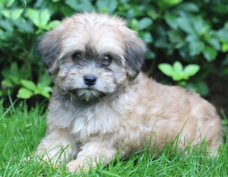 Lhasapoo Puppies for Sale - Keystone Puppies