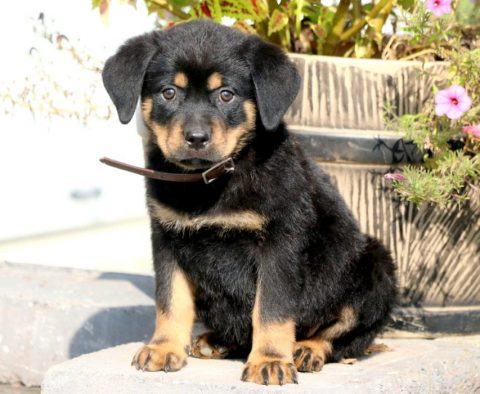 Mini Rottweiler Puppies for Sale - Keystone Puppies