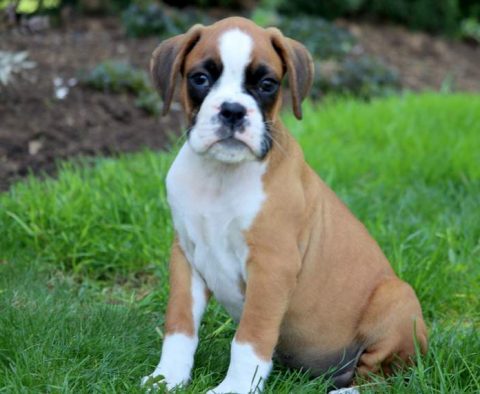 Boxer Puppies For Sale | Puppy Adoption | Keystone Puppies