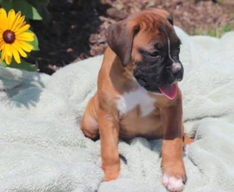 Boxer Puppies For Sale | Puppy Adoption | Keystone Puppies