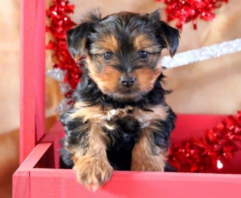 Yorkie Puppies for Sale - Keystone Puppies