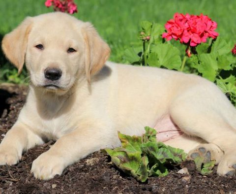 Golden Labrador Retriever Puppies for Sale - Keystone Puppies