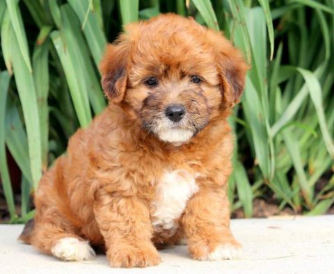 Jackapoo Puppies for Sale - Keystone Puppies
