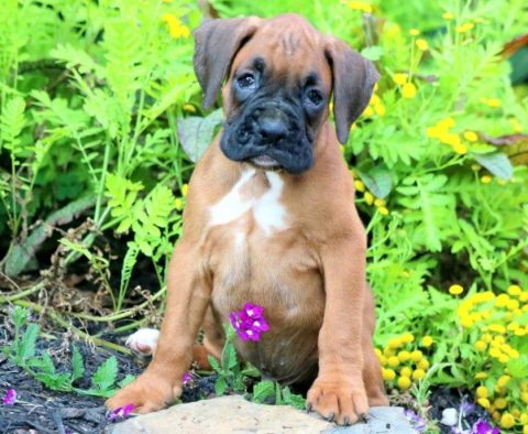 Boxer Puppies For Sale | Puppy Adoption | Keystone Puppies